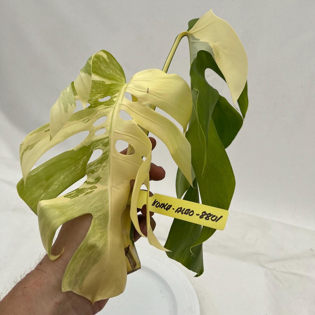 Monstera Borsigiana Albo Cutting KOALA-ALBO-8801 - Etsy