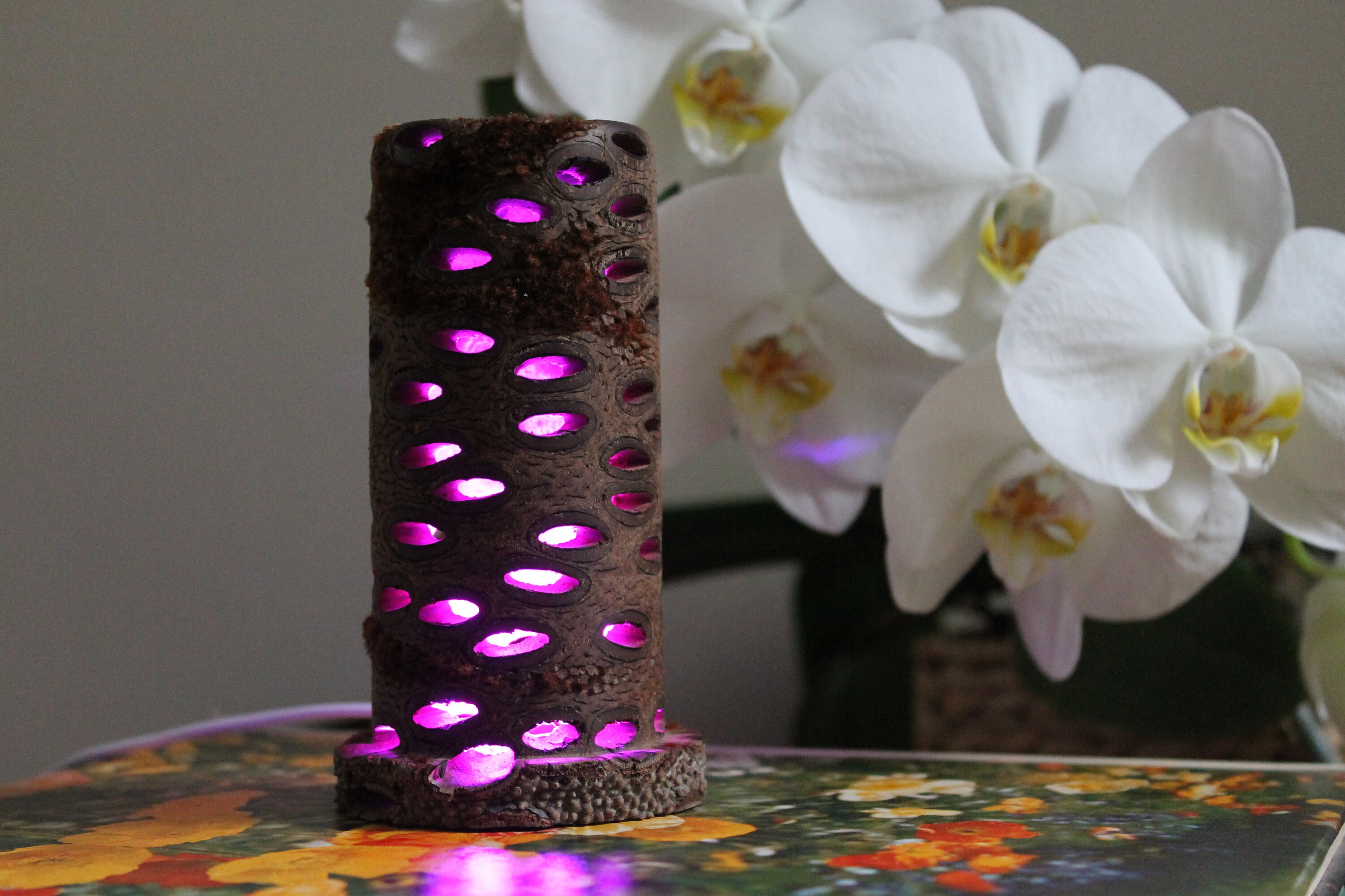 Lamp Light Banksia Pod Wood Lamp Light Banksia Seed Pod Color Changing ...