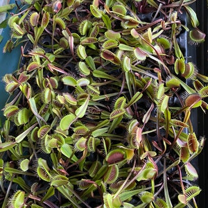 Set of 2 Akai Ryu Red Dragon Venus Fly Trap Dionaea Muscipula Live ...