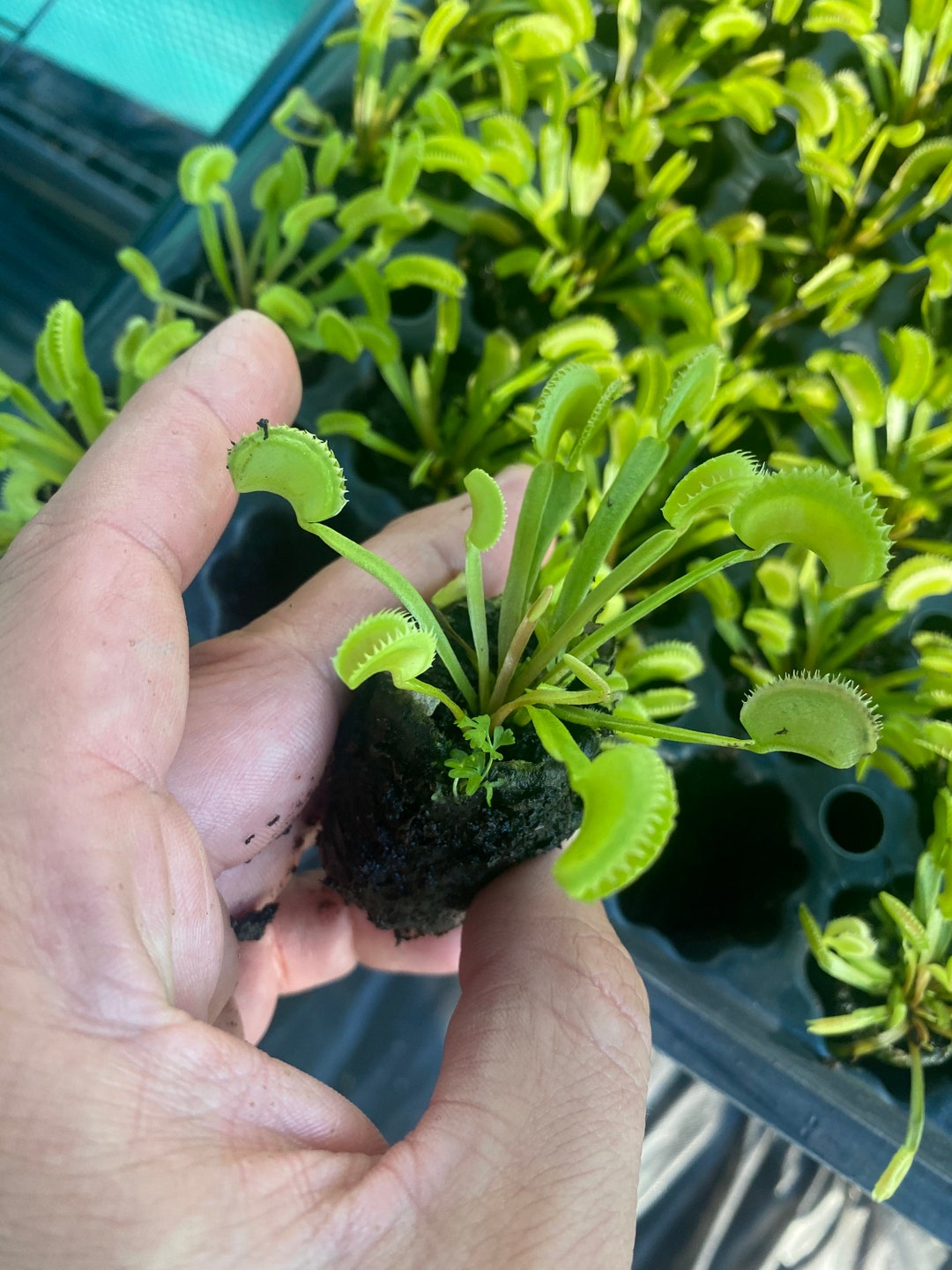 Dente VFT / Carnivorous Plant / Starter Plant / Venus Flytrap - Etsy