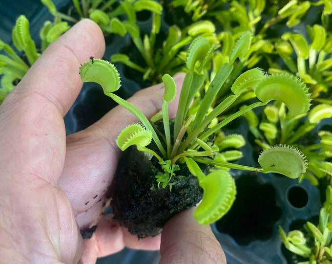 Dente VFT / Carnivorous Plant / Starter Plant / Venus Flytrap - Etsy