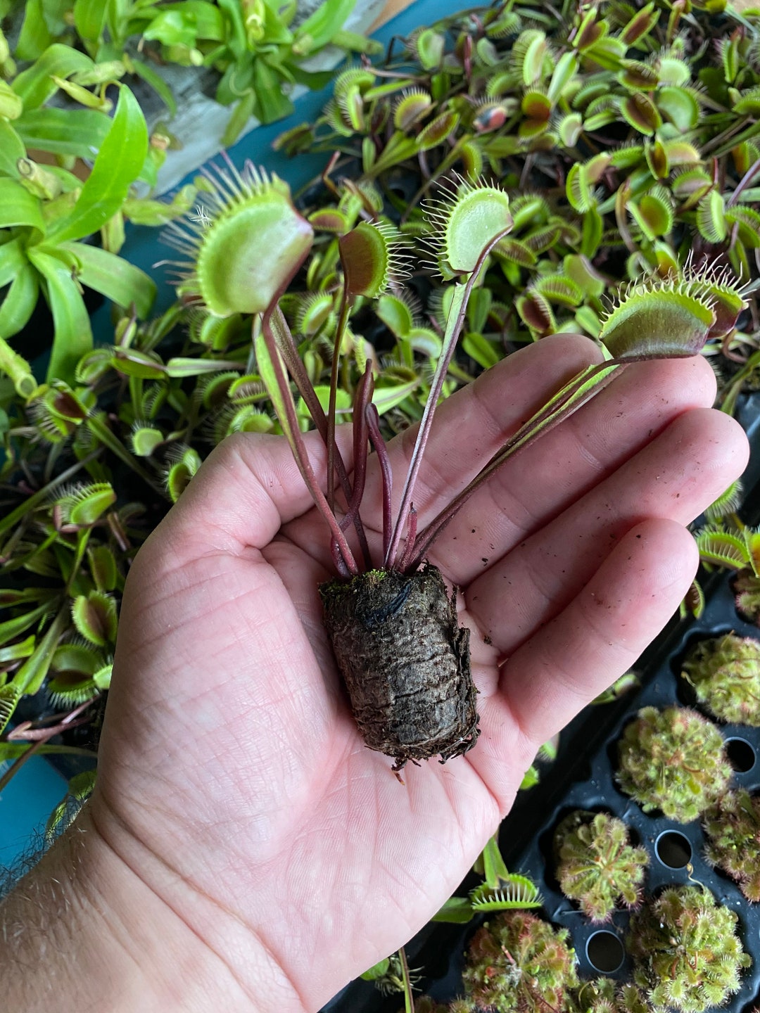 Set of 2 Akai Ryu Red Dragon Venus Fly Trap Dionaea Muscipula Live ...