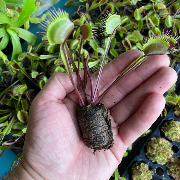 Venus Fly Trap - Etsy