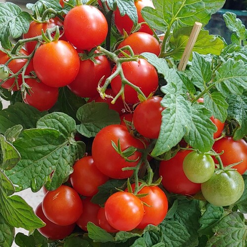 Jochalos Micro Dwarf Tomato 15 Seeds Organically Grown - Etsy