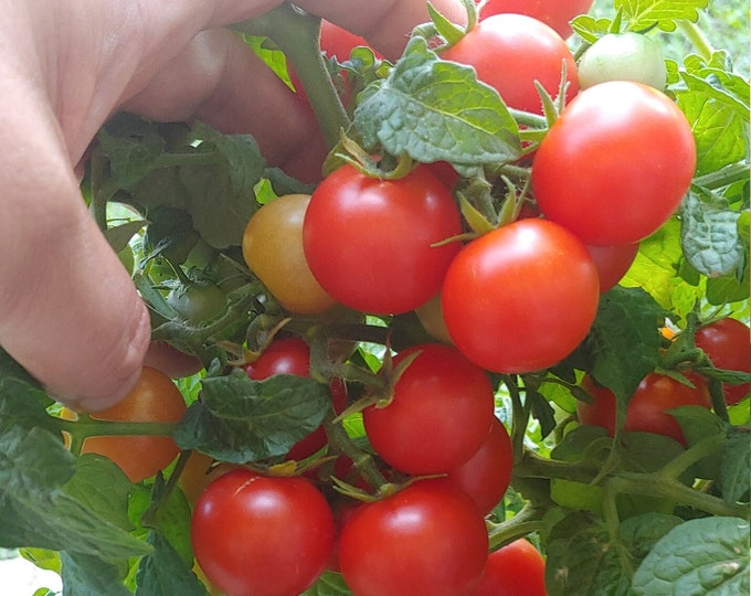 Vilma Micro Dwarf Tomato - 15 Seeds - Organically Grown - Etsy