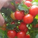 Vilma Micro Dwarf Tomato - 15 Seeds - Organically Grown - Etsy