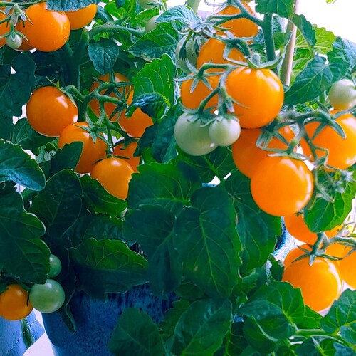 Micro-tom Tomato Seeds Organic | Etsy