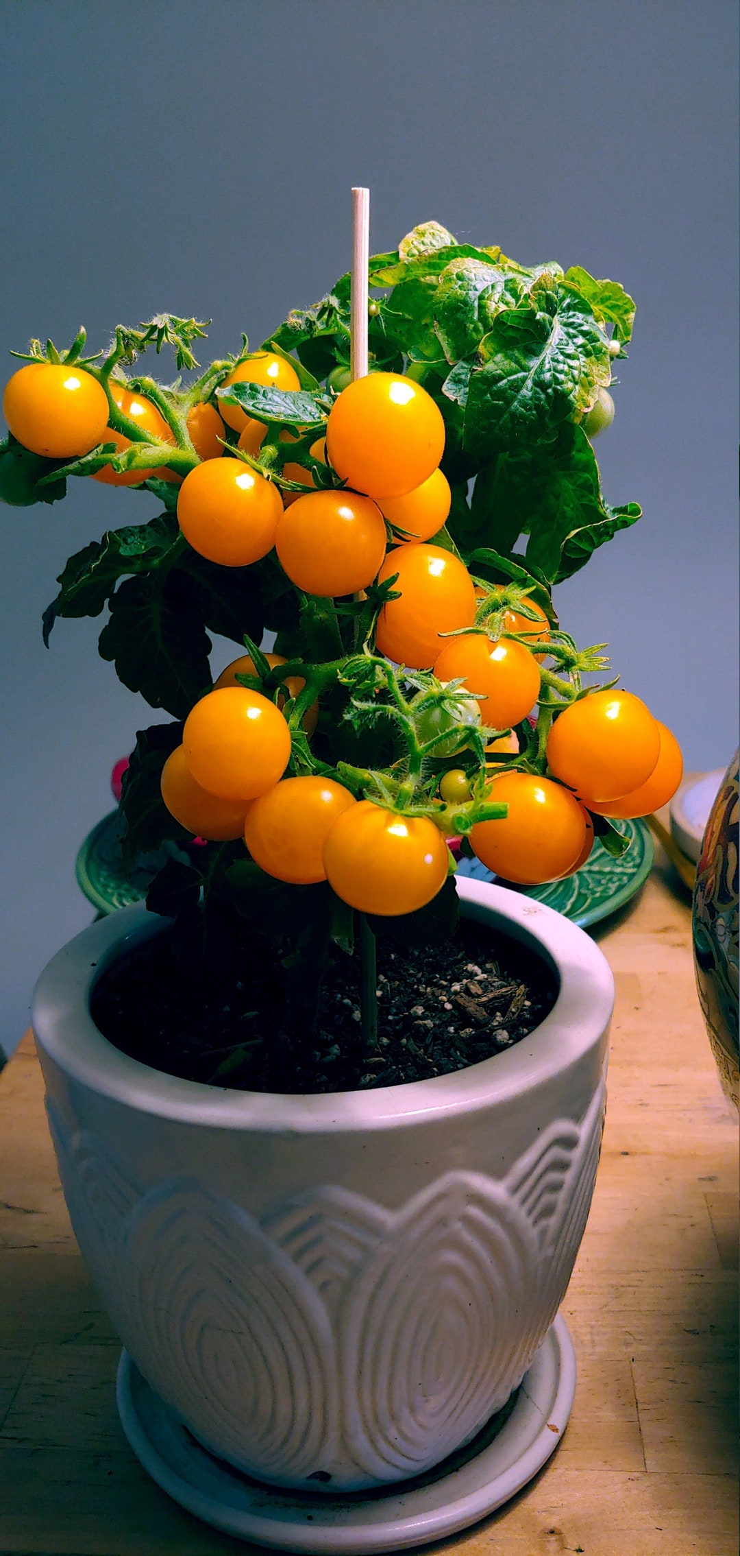 Pinocchio Orange Micro Dwarf Tomato 15 Seeds - Etsy