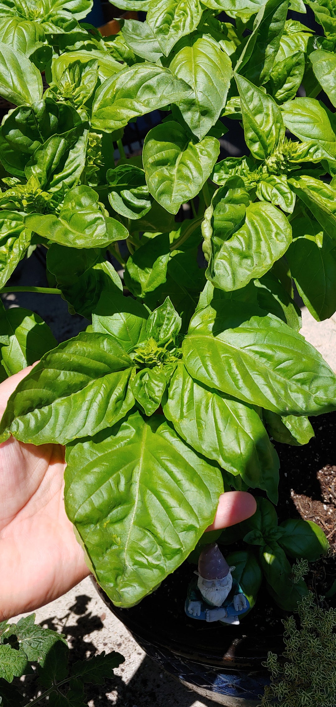 Isle of Naxos Basil 60 Seeds Organically Grown - Etsy