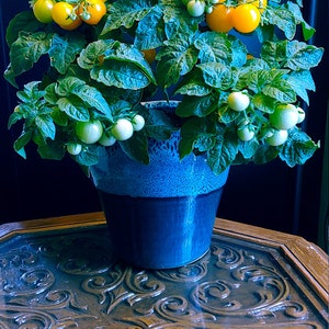 Jochalos Micro Dwarf Tomato - 15 Seeds - Organically Grown - Etsy