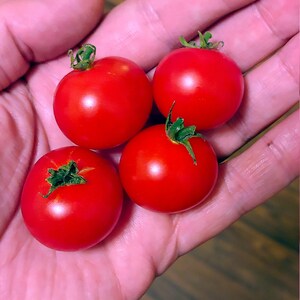 Vilma Micro Dwarf Tomato - 15 Seeds - Organically Grown - Etsy