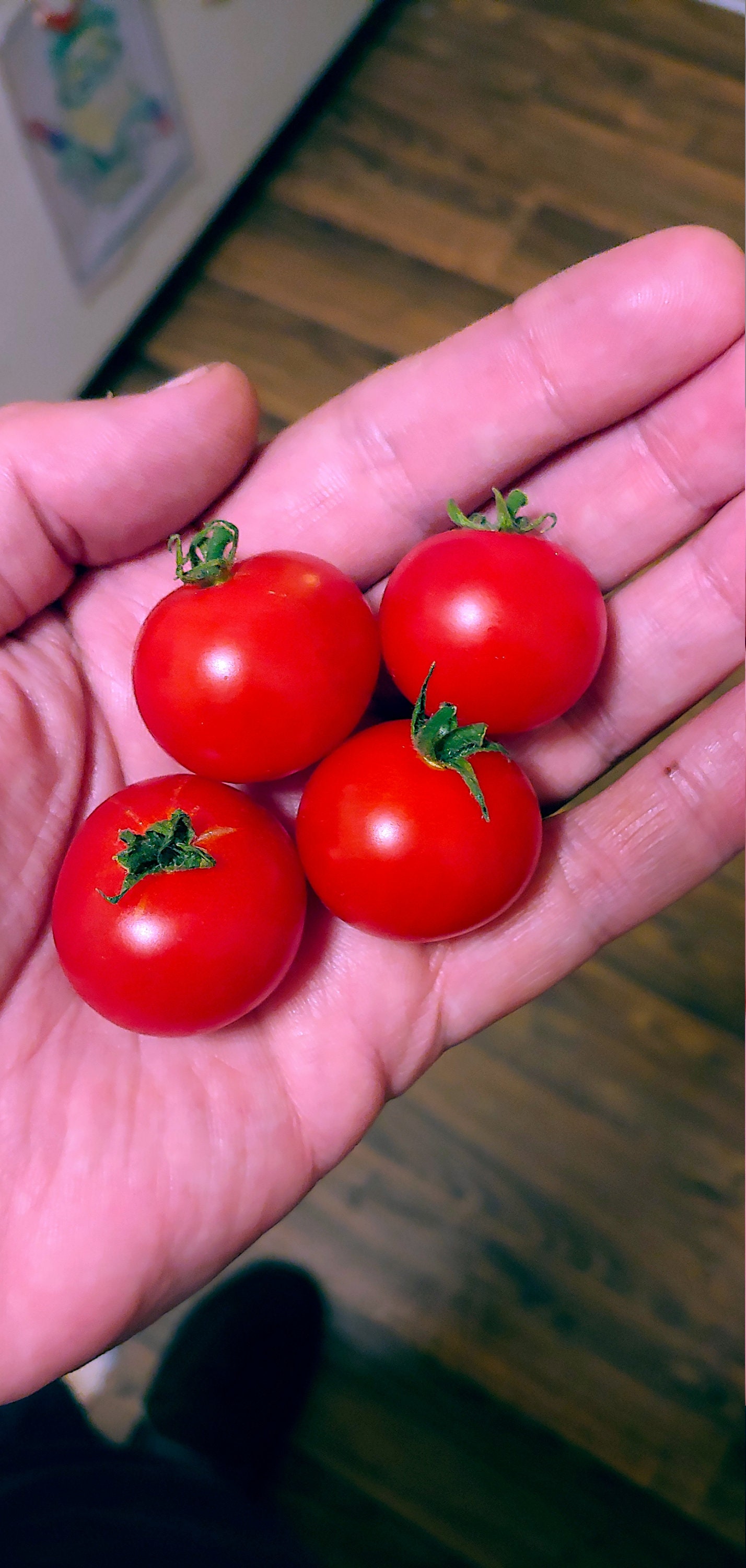Vilma Micro Dwarf Tomato - 15 Seeds - Organically Grown - Etsy