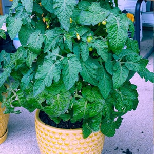 Vilma Micro Dwarf Tomato - 15 Seeds - Organically Grown - Etsy
