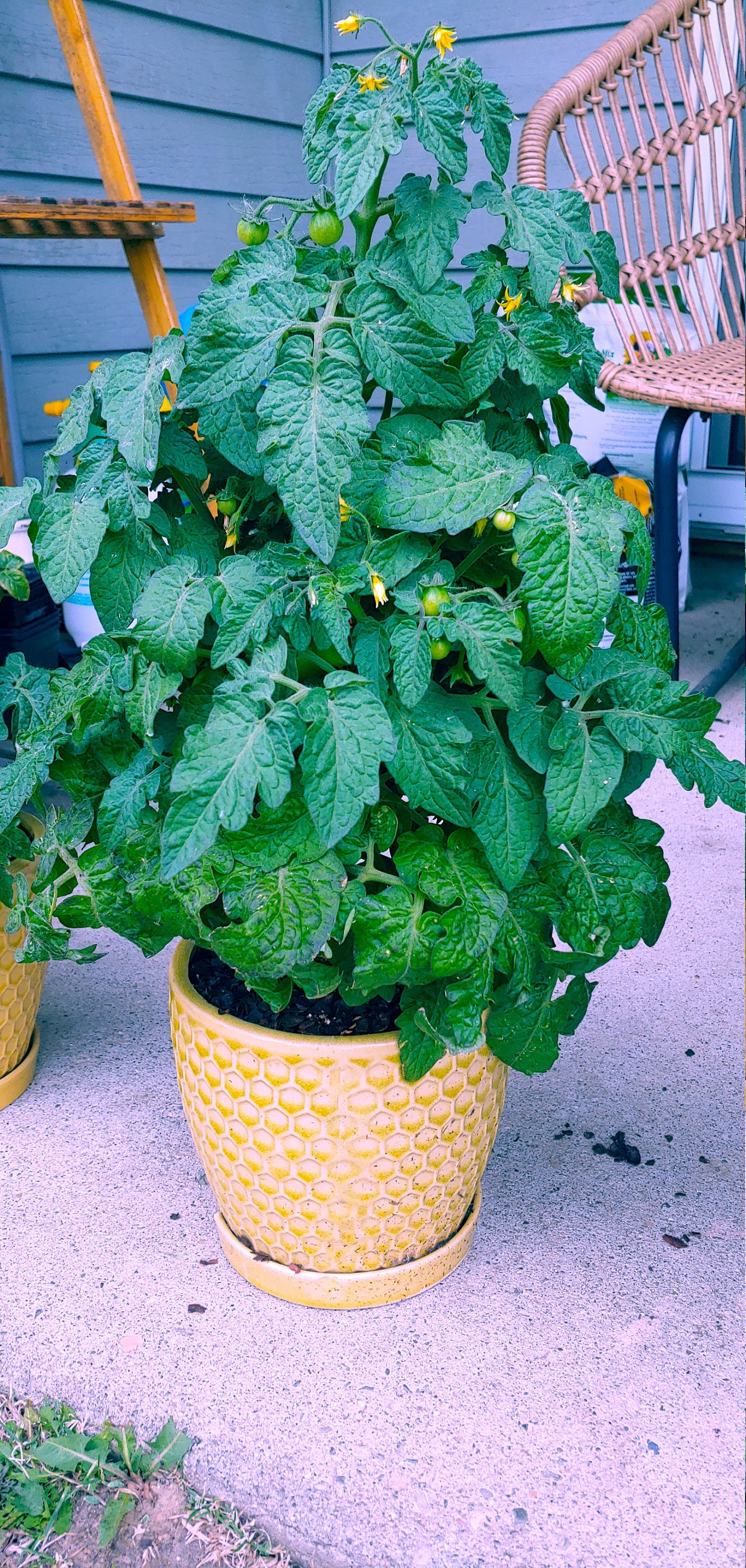 Vilma Micro Dwarf Tomato - 15 Seeds - Organically Grown - Etsy