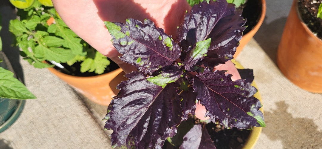 Opalescent Basil Ruffled Purple Sweet Basil 50 Organic Seedsp - Etsy