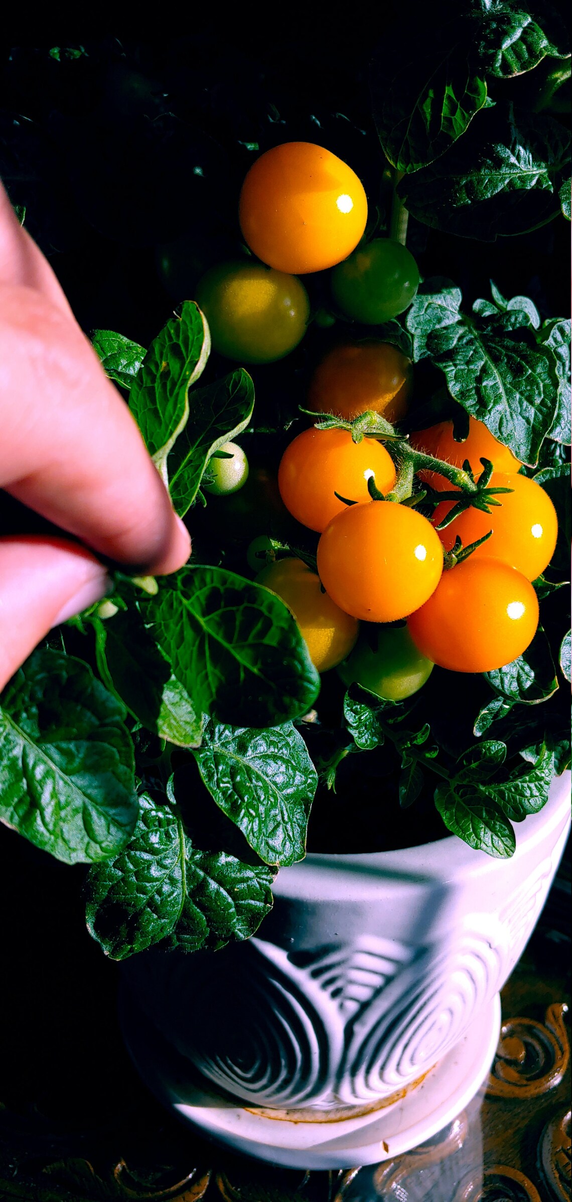 Pinocchio Orange Micro Dwarf Tomato 15 Seeds - Etsy