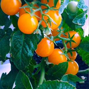 Jochalos Micro Dwarf Tomato - 15 Seeds - Organically Grown - Etsy