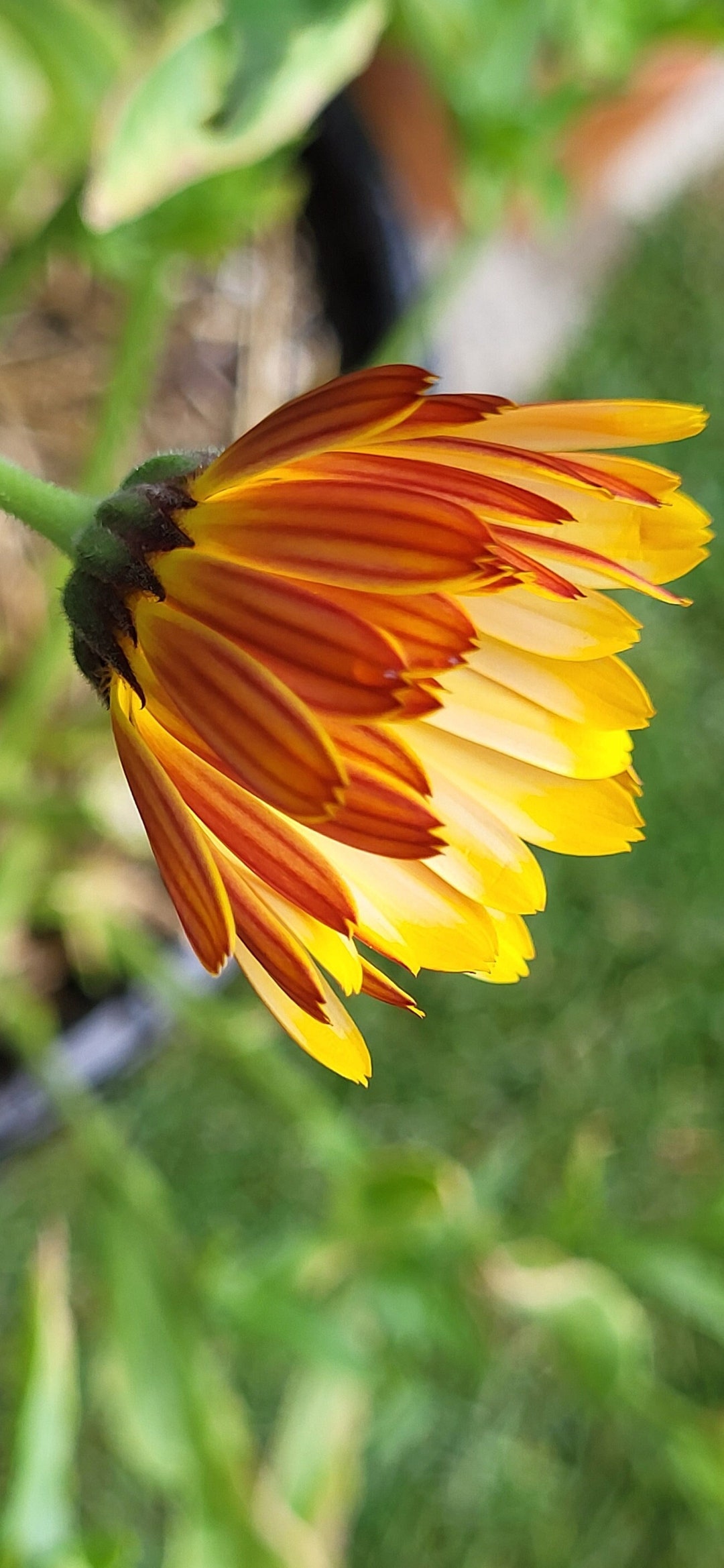 Calendula solar Flashback Variety 25 Organic Seeds - Etsy