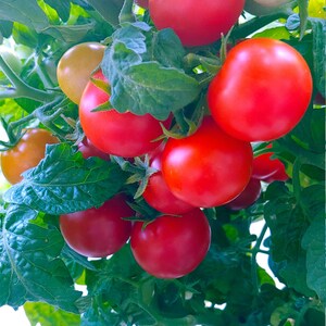 Vilma Micro Dwarf Tomato - 15 Seeds - Organically Grown - Etsy