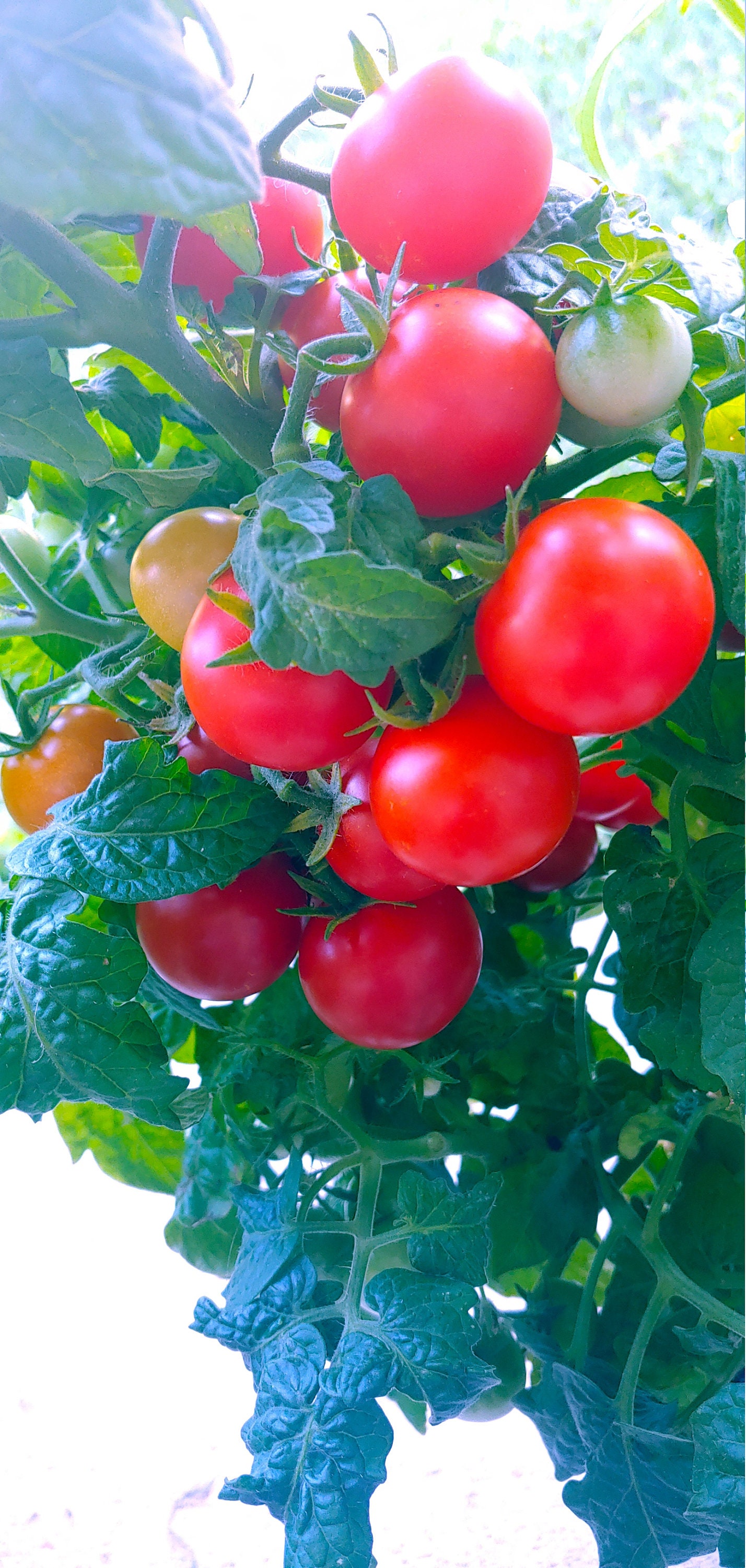 Vilma Micro Dwarf Tomato - 15 Seeds - Organically Grown - Etsy