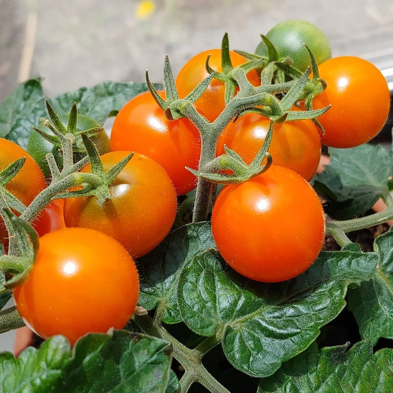 Orange Dream Micro Tomato - 15 Seeds - Organically Grown. - Etsy