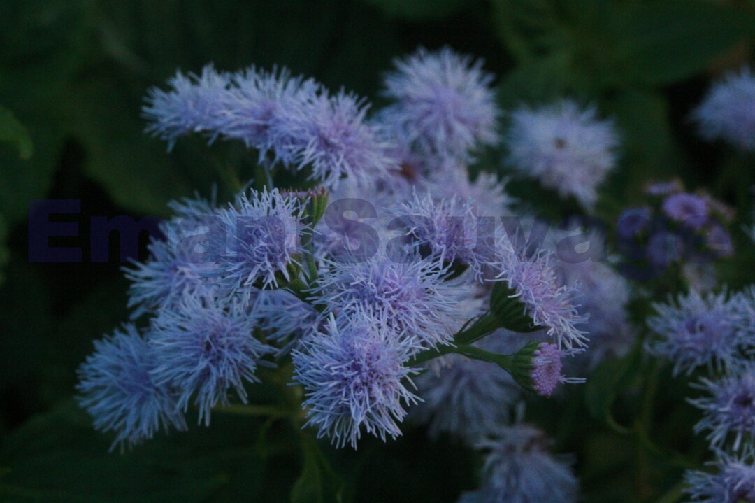 Blue Mist Flower - Etsy