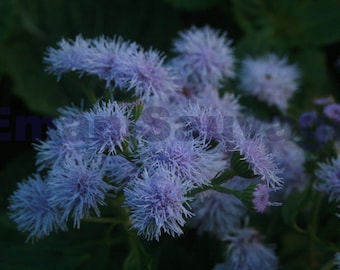 Perennial Native Blue Mist Flower Seeds CM6050 - Etsy