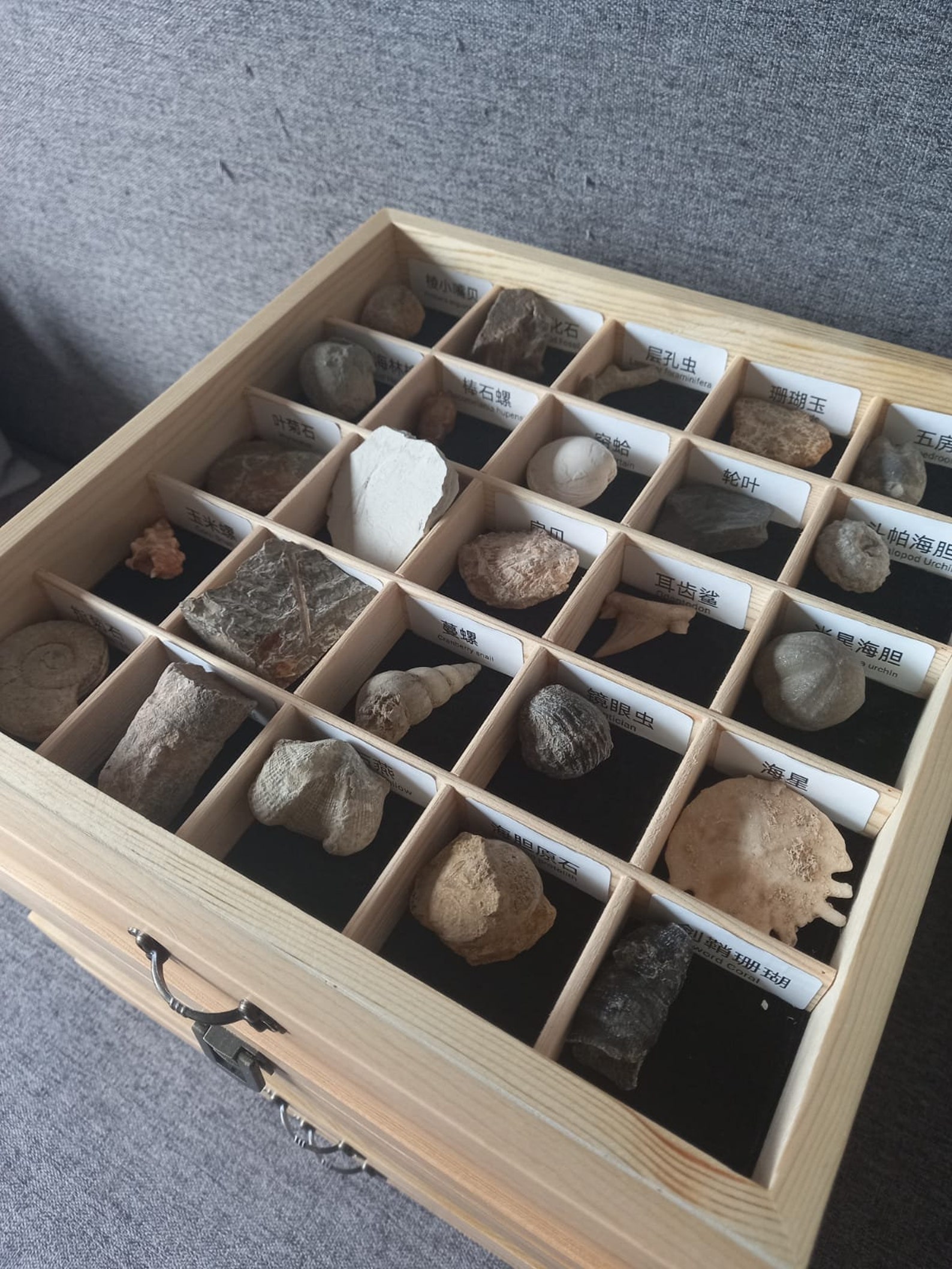 Fossil Box Set B 100 Types With Display Box - Etsy