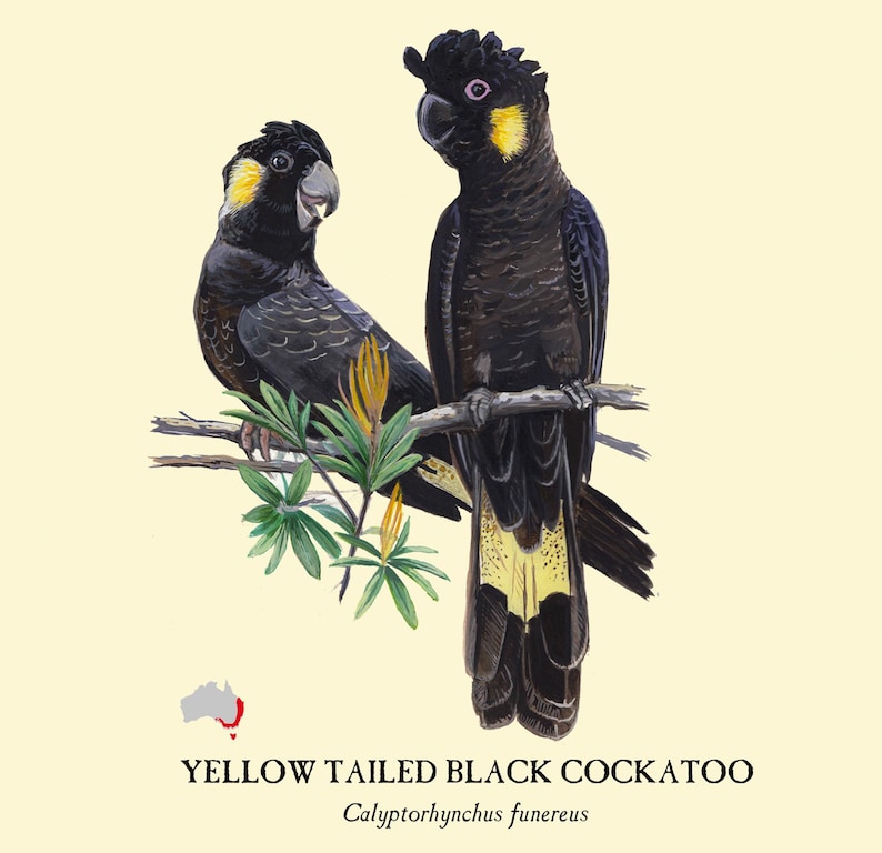 Black Cockatoos of Australia Poster/black Cockatoo Print/australian ...