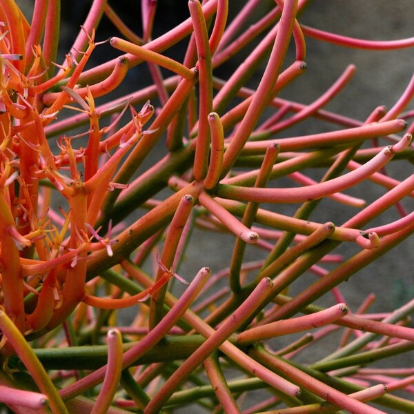 Fire Sticks Succulent - Etsy