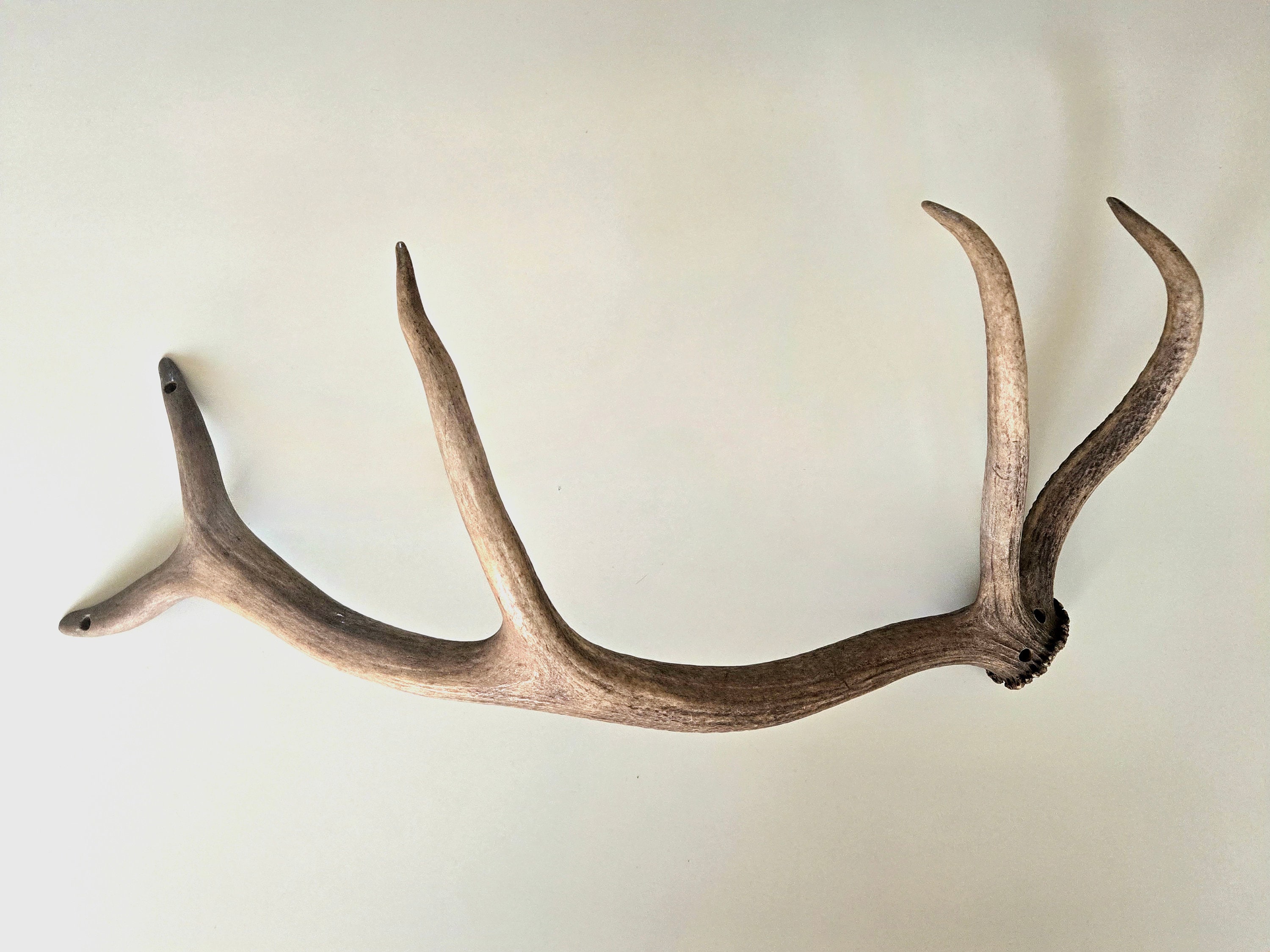 Elk Antler/ Coat Rack - Etsy