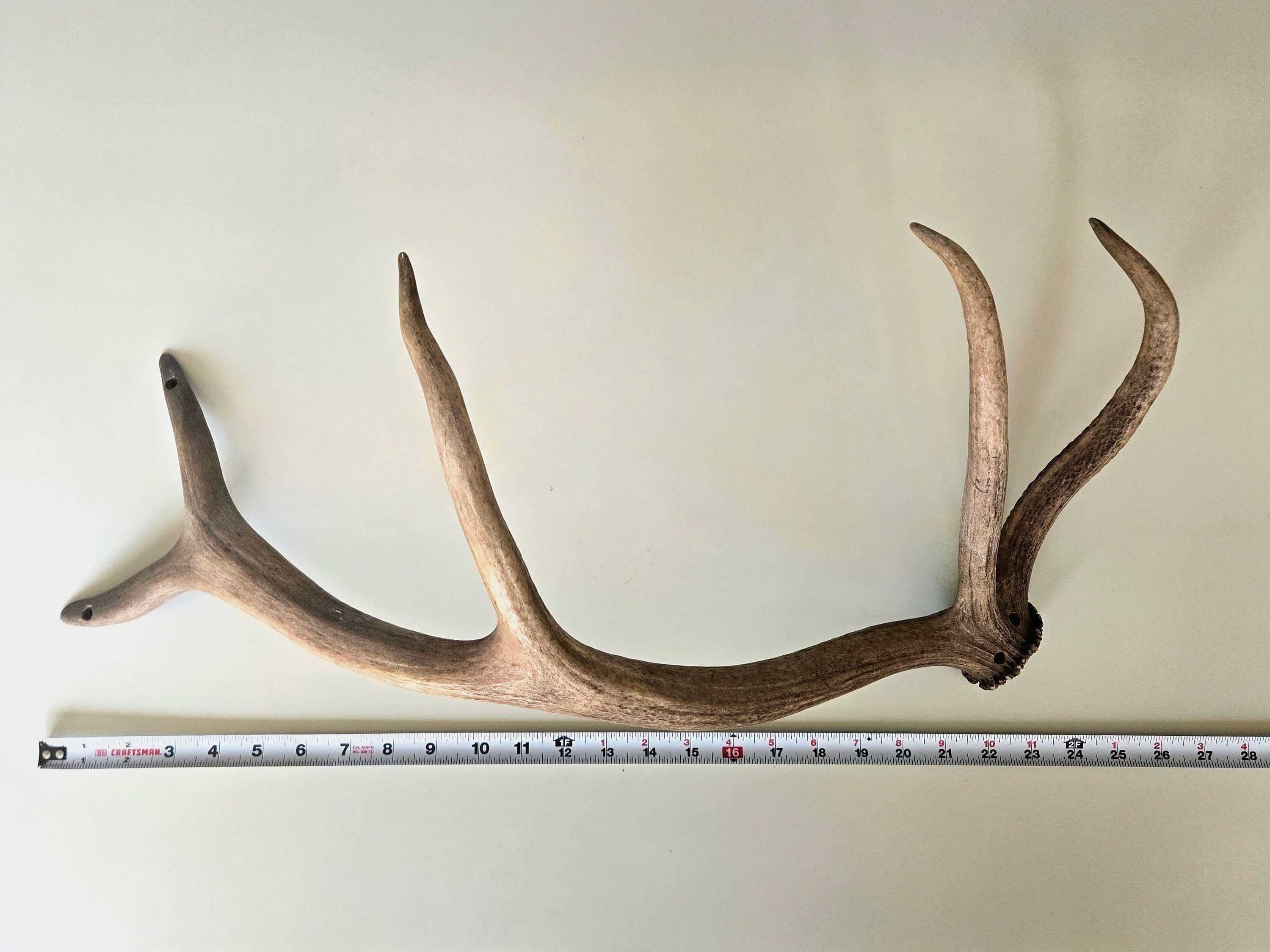 Elk Antler/ Coat Rack - Etsy