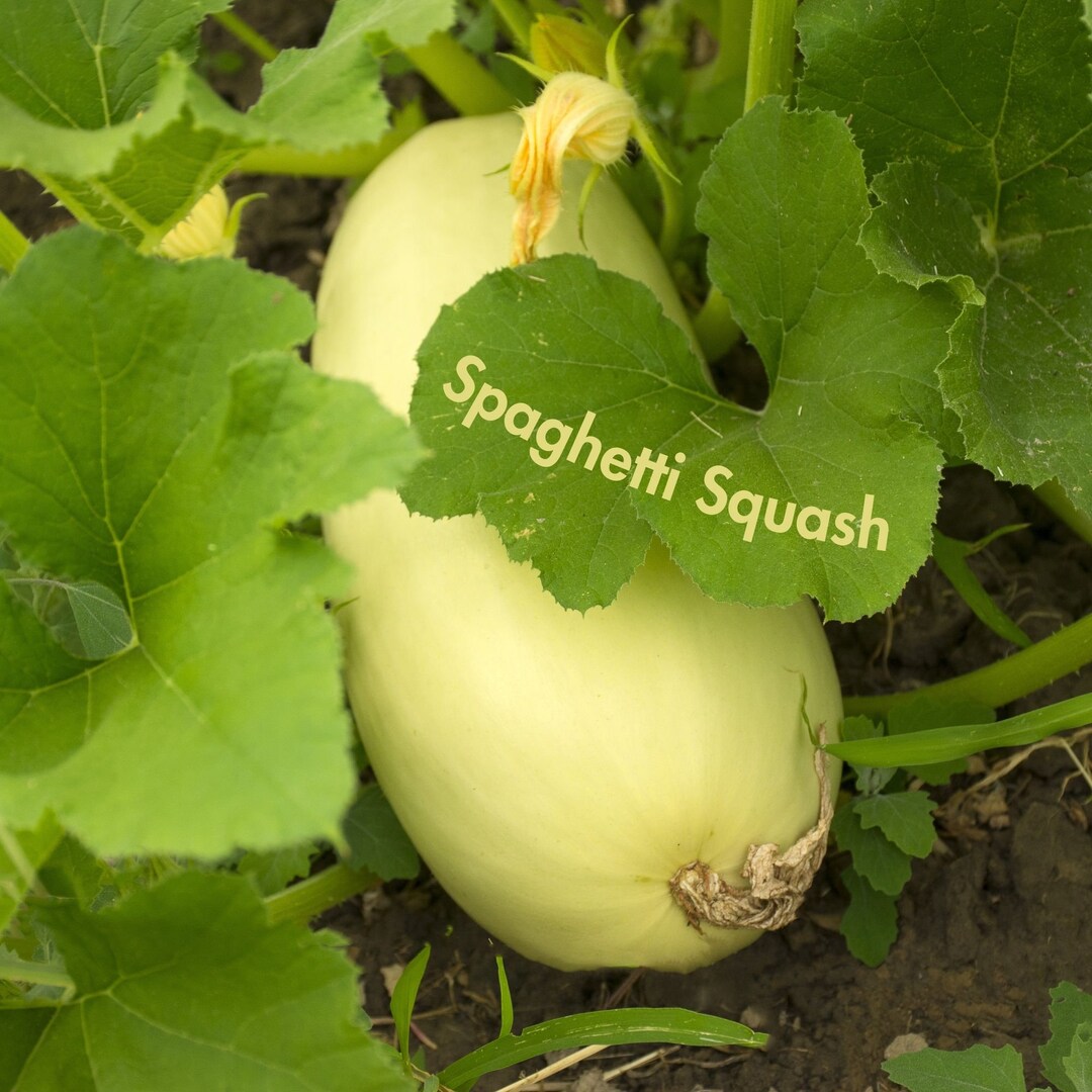 Spaghetti Squash Seeds (10 Total), Great Alternative to Pasta, Stringy ...