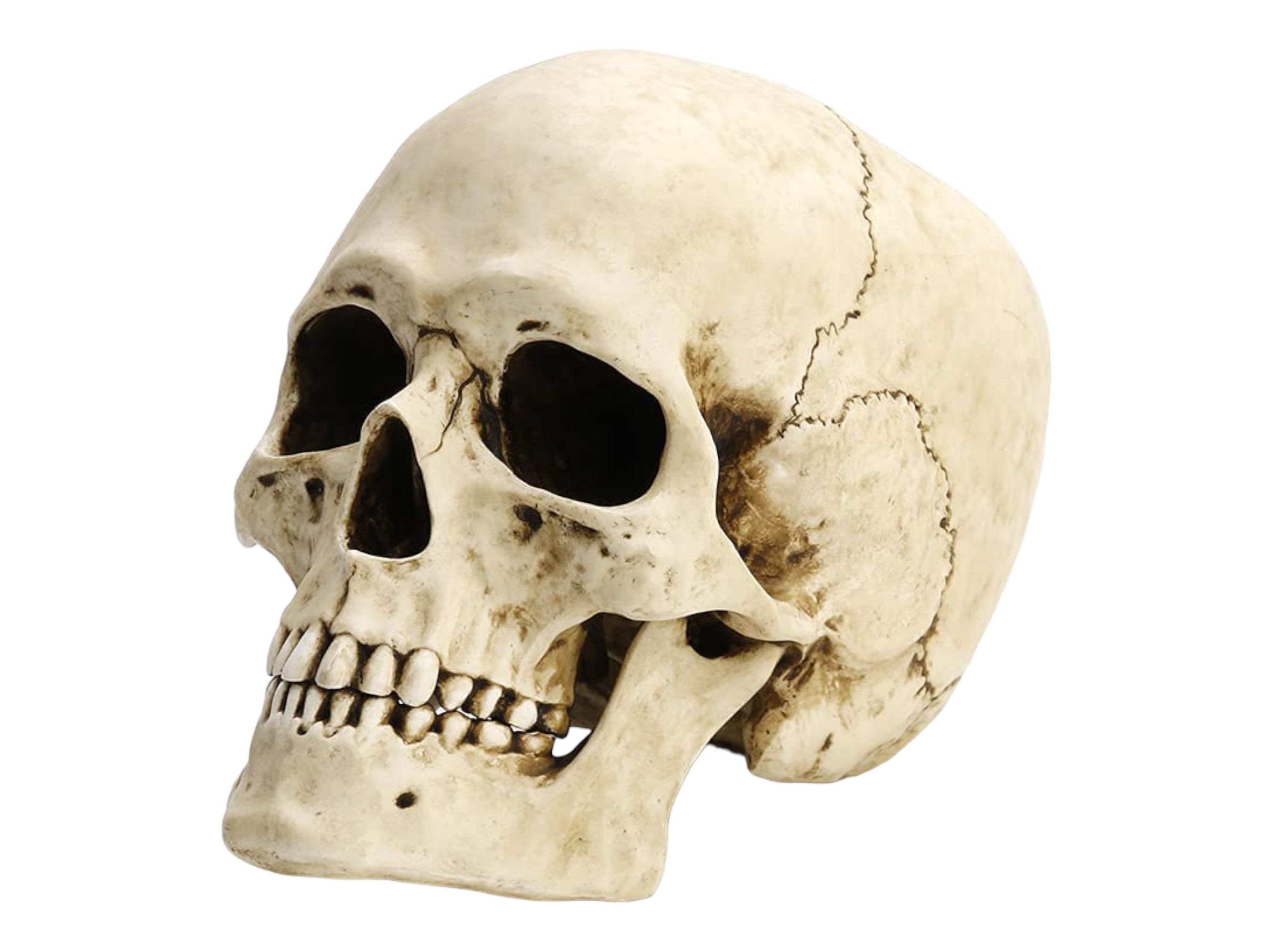 Human Skull With Movable Jaw White Finish Realistic Cold Cast Resin ...