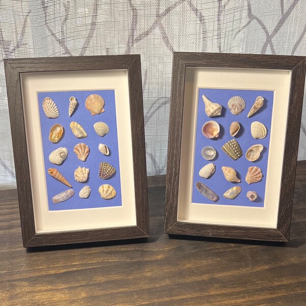 Framed Seashell - Etsy