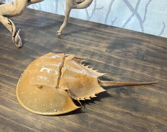 Atlantic Horseshoe Crab Shell With Tail and Legs Intact Naturally ...