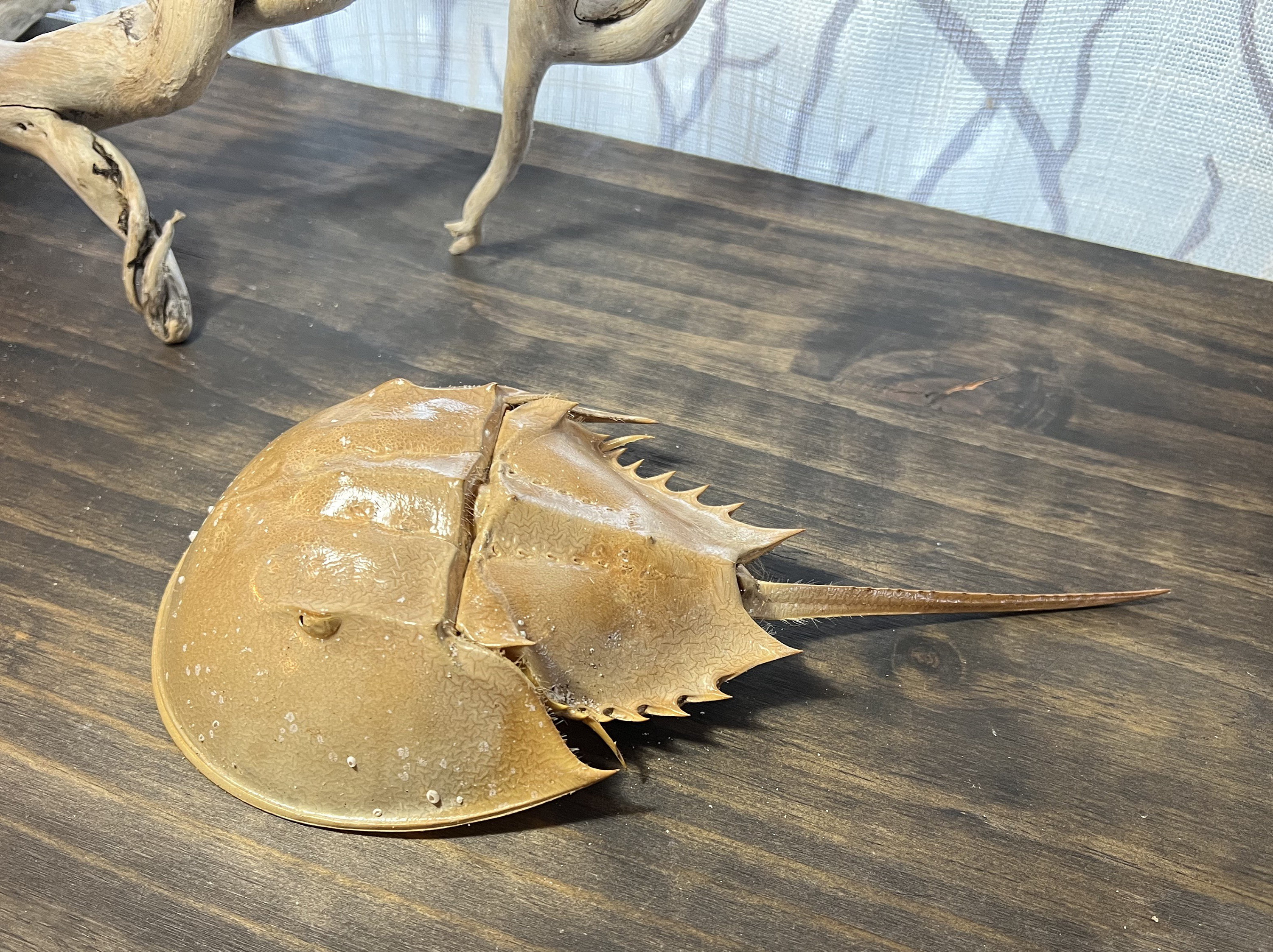 Horseshoe Crab Skeleton