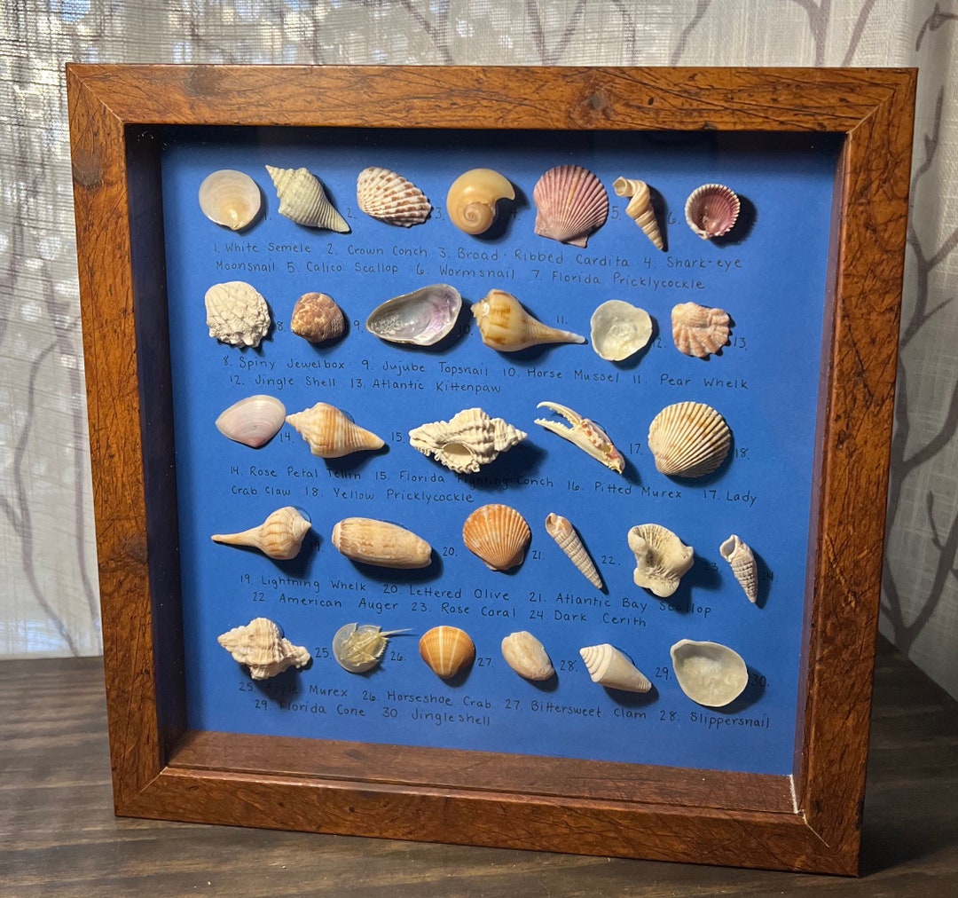South Florida Seashell Collection - Etsy