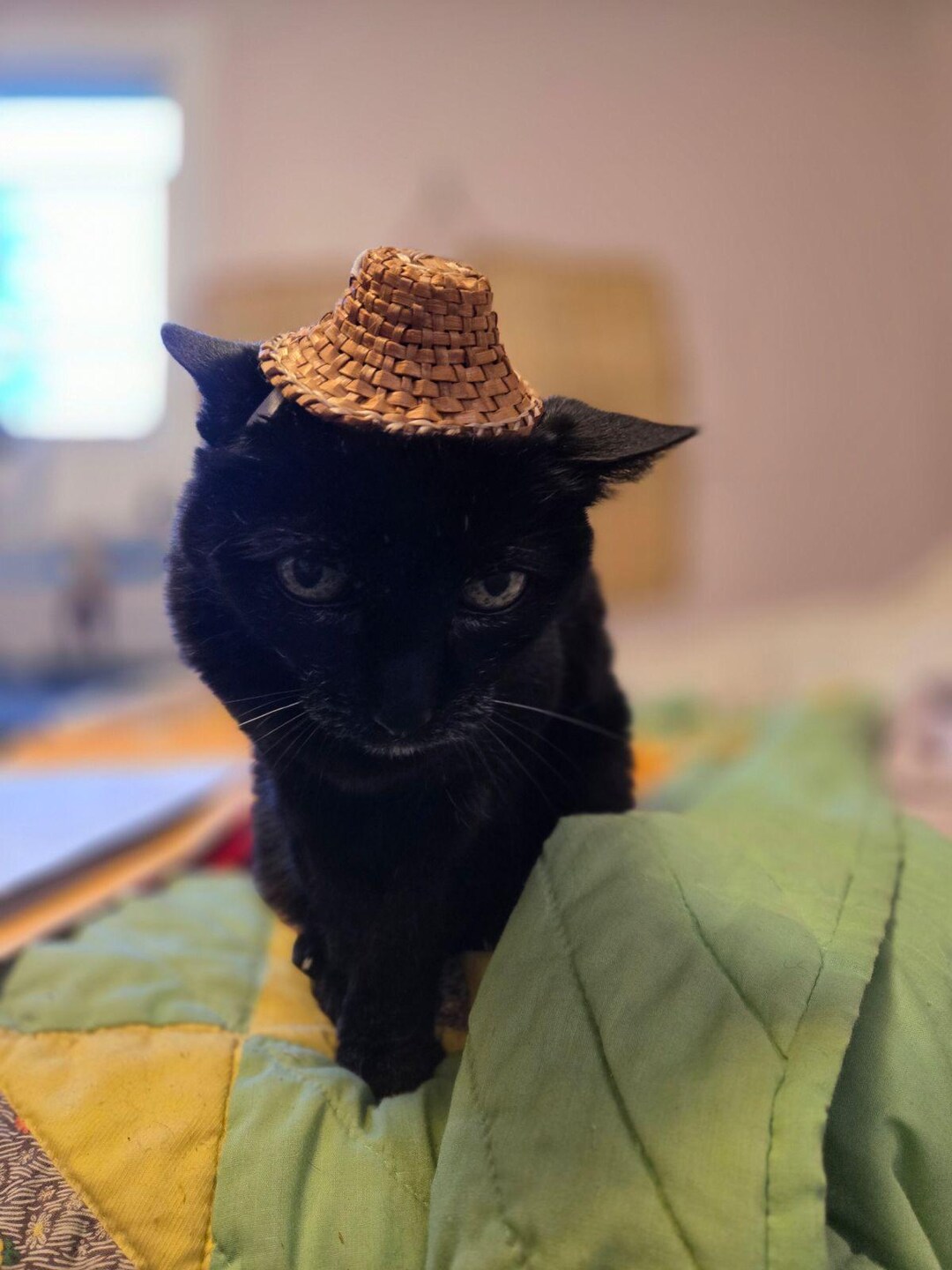 Traditional Cedar Woven Hat ... for Your Cat! - Etsy