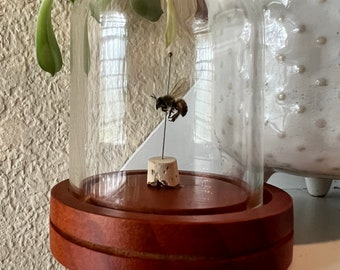 Glass Specimen Dome - Etsy