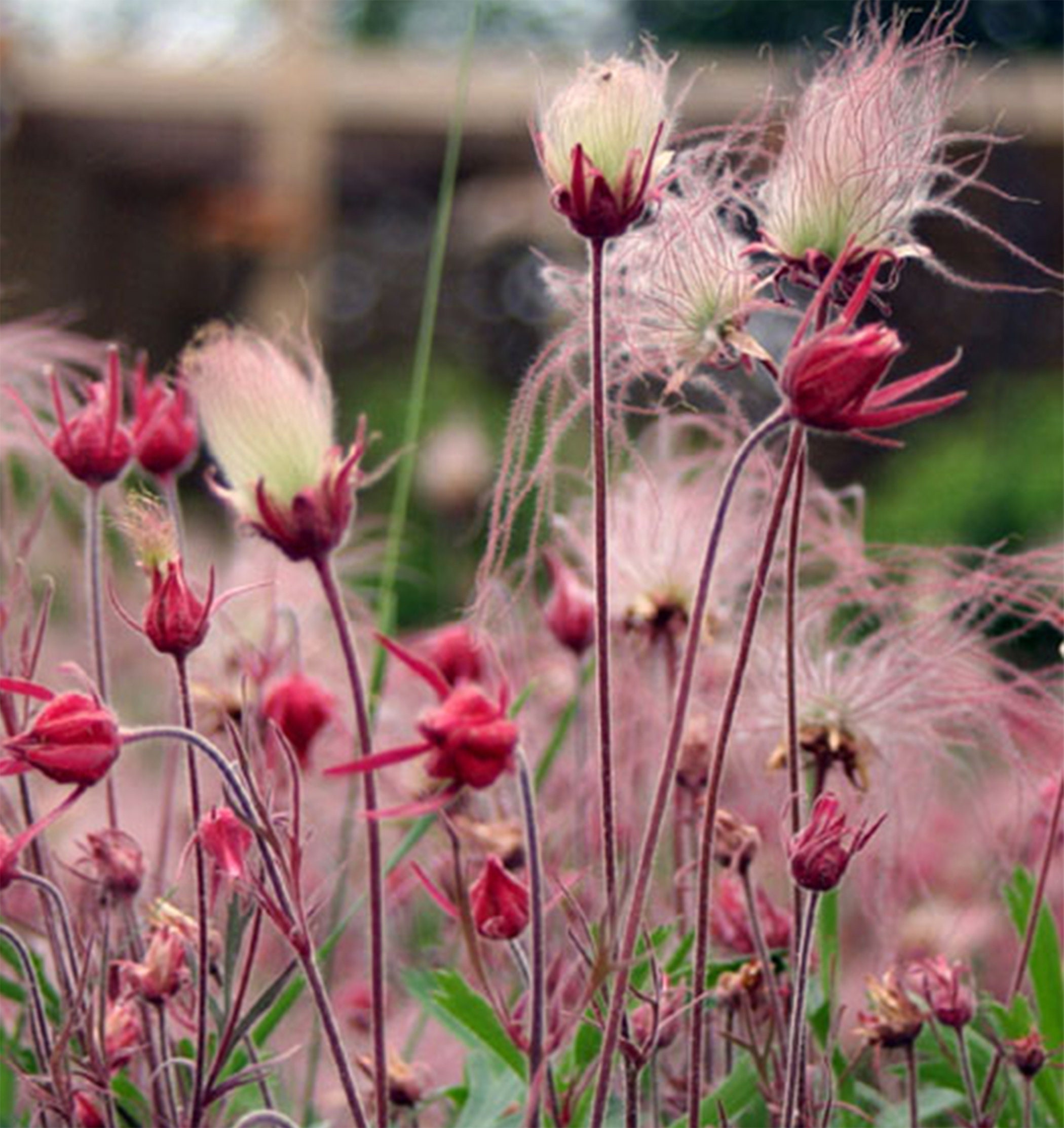 Prairie Smoke Flower Seeds x35 Pcs | Etsy