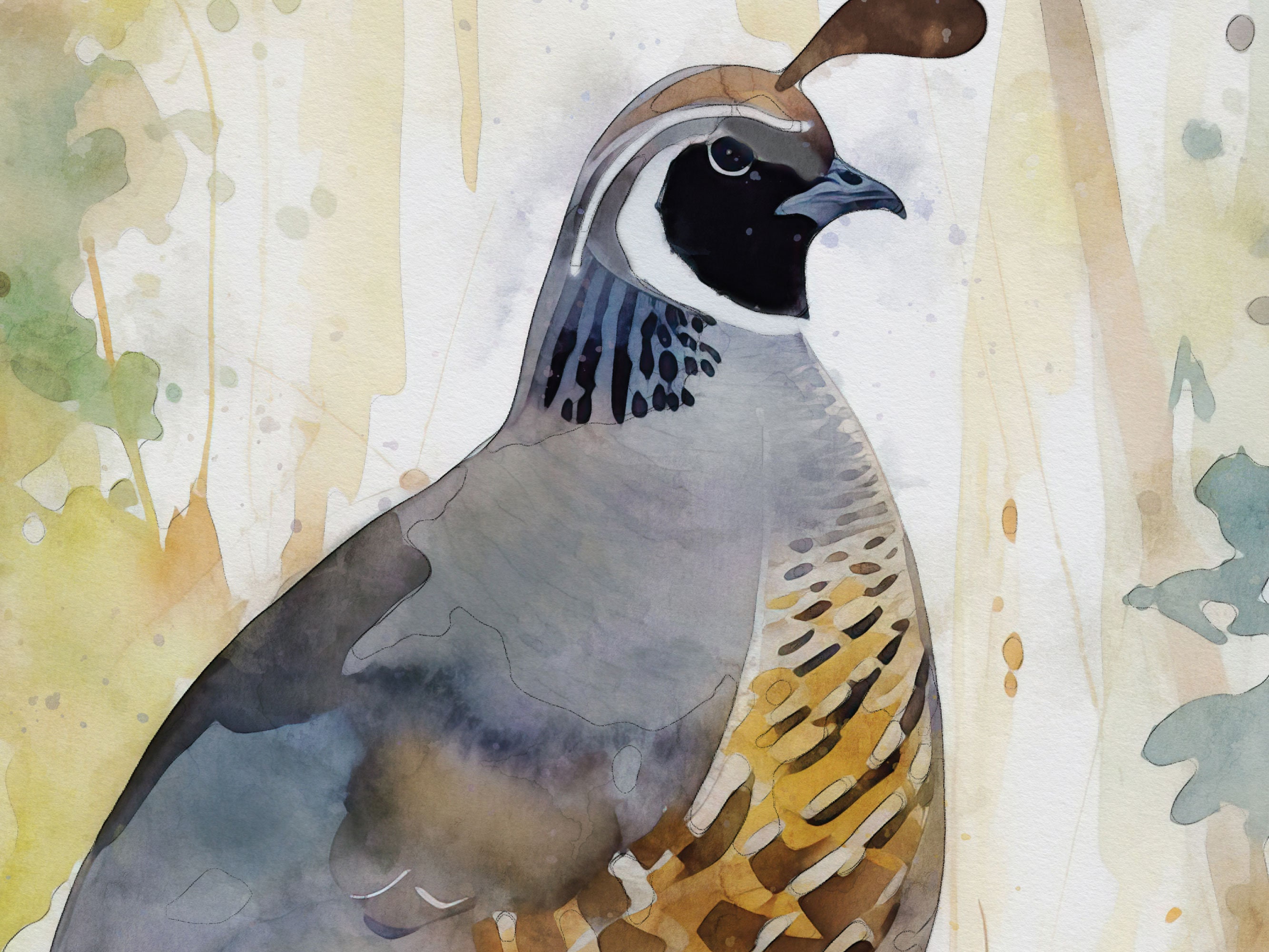 California Quail Watercolor Print, Wildlife Painting, Outdoor Nature ...