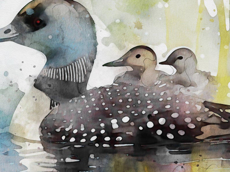 Loon With Chicks Watercolor Print Bird Painting Audubon Wall - Etsy