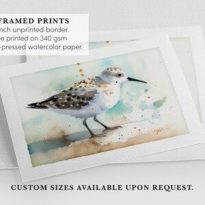 Sandpiper Art Watercolor Print Western Sandpiper Painting Giclee Bird ...