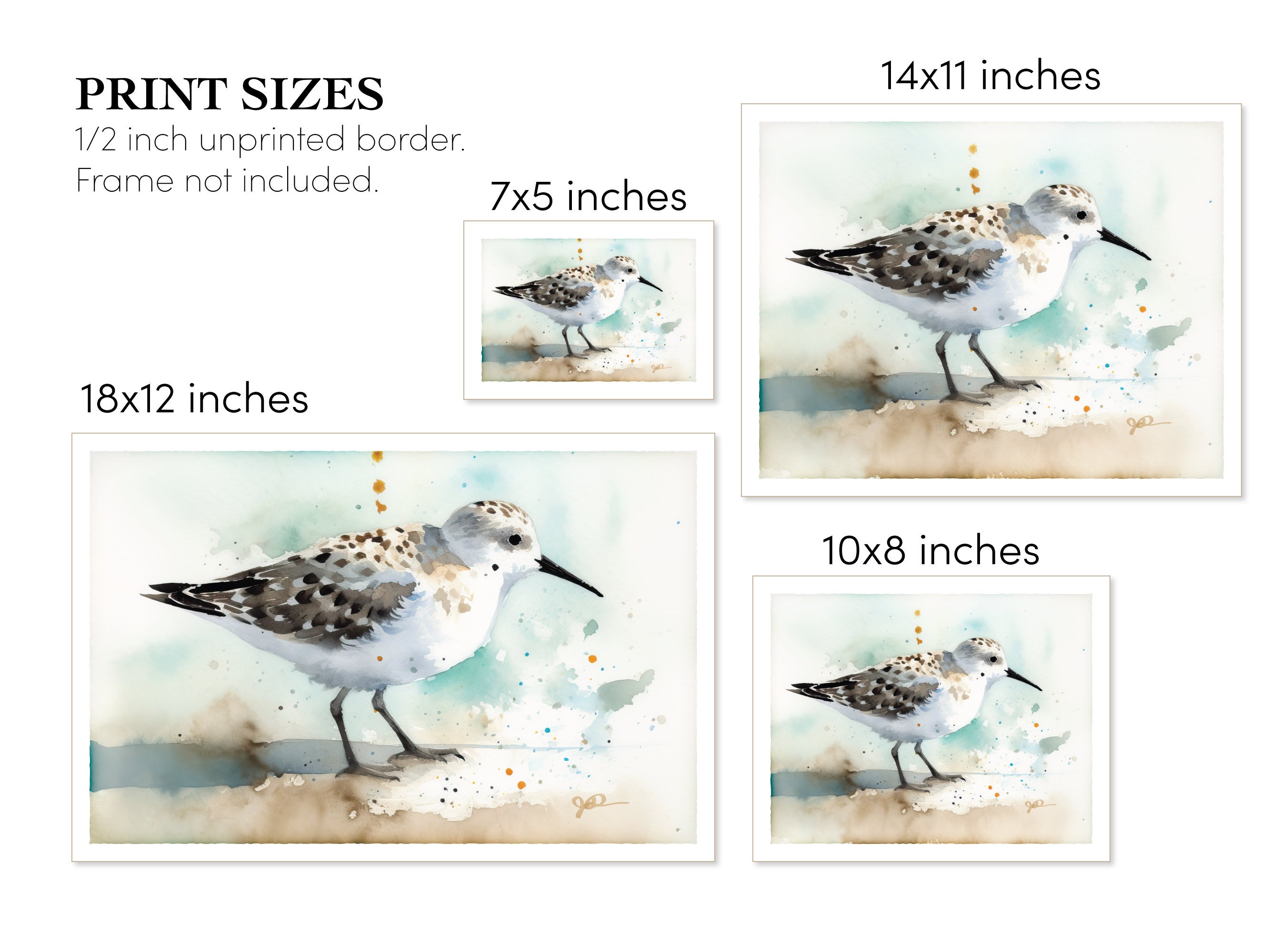 Sandpiper Art Watercolor Print Western Sandpiper Painting - Etsy