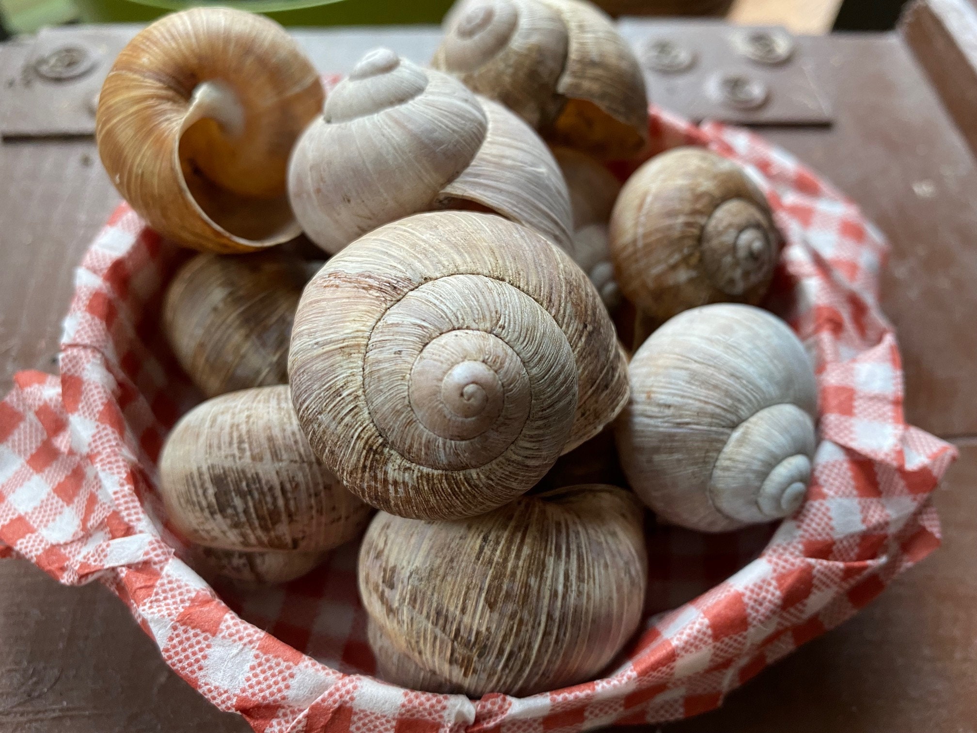 Natural Snails, Large Snail Shell, 12 Pieces, Fish Cave, Floristry ...