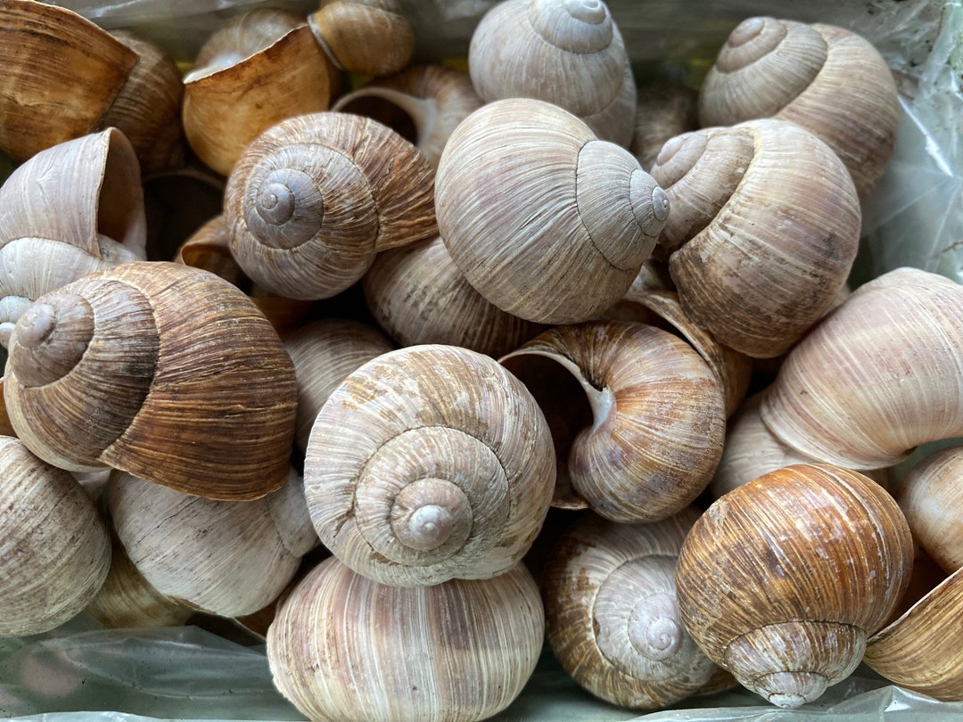 Natural Snails, Large Snail Shell, 12 Pieces, Fish Cave, Floristry ...