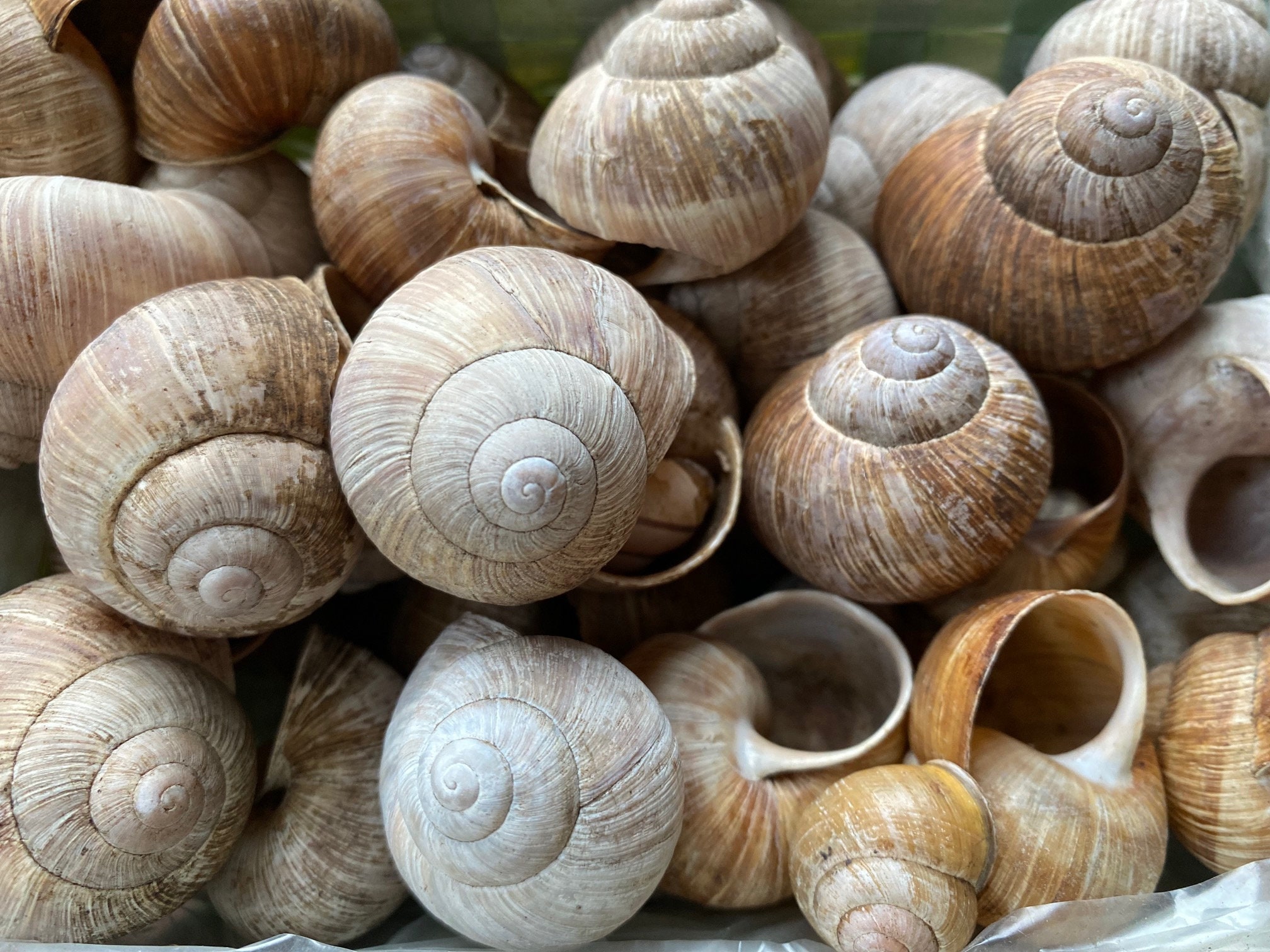 Natural Snails, Large Snail Shell, 12 Pieces, Fish Cave, Floristry ...