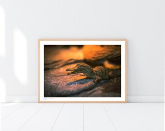 Crocodile Original Print | Australia | Signed Photography | Wall Art - Etsy