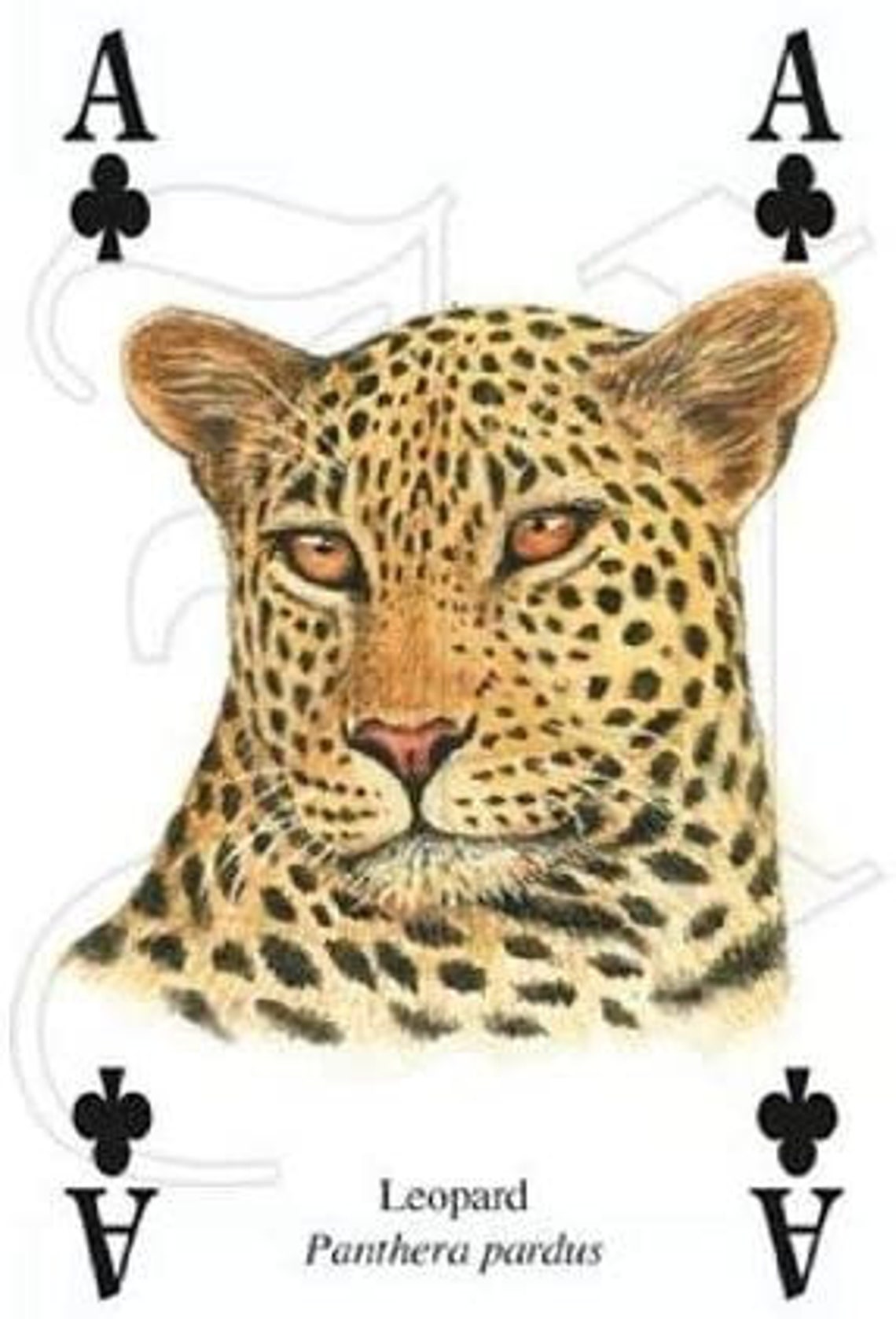 Wild Cats Set of 52 Playing Cards + Jokers - Etsy